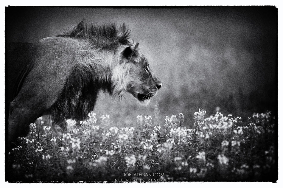 Black and White Noir Photo Collection