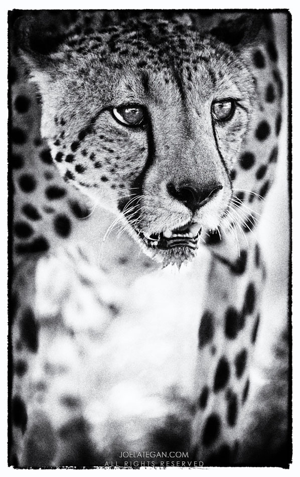 Black and White Noir Photo Collection