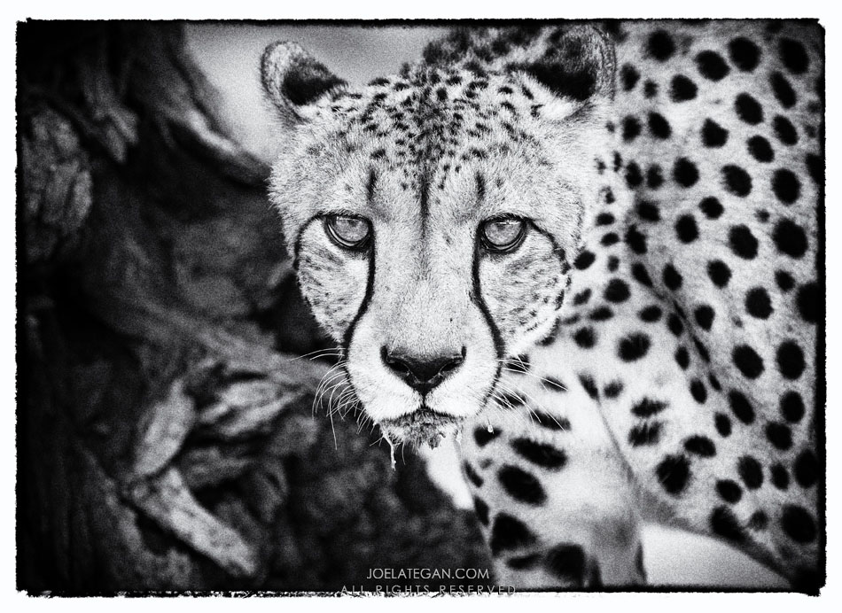 Black and White Noir Photo Collection