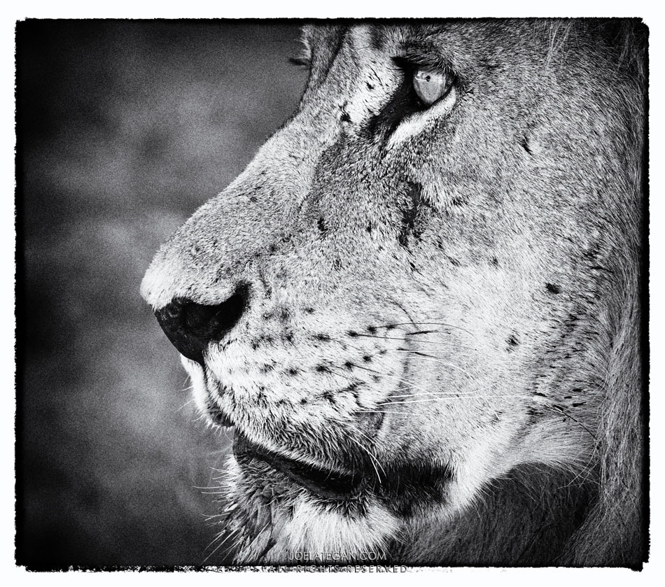 Black and White Noir Photo Collection