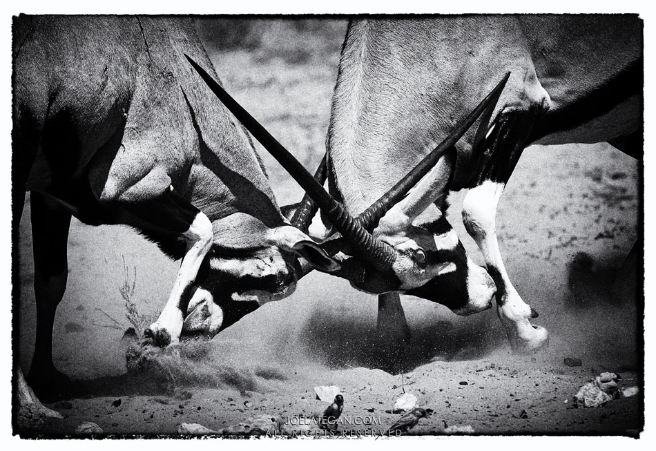 Black and White Noir Photo Collection