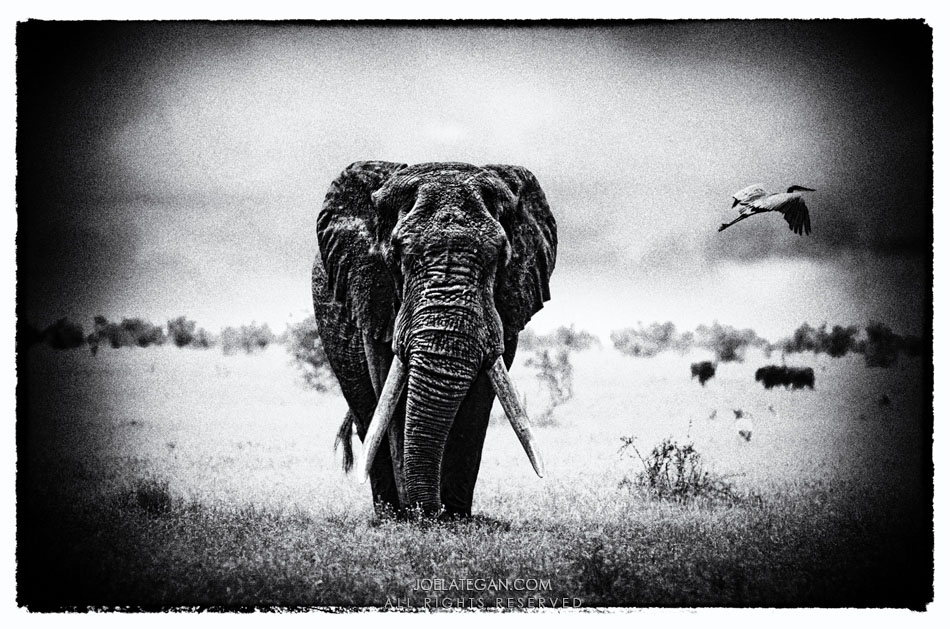 Black and White Noir Photo Collection