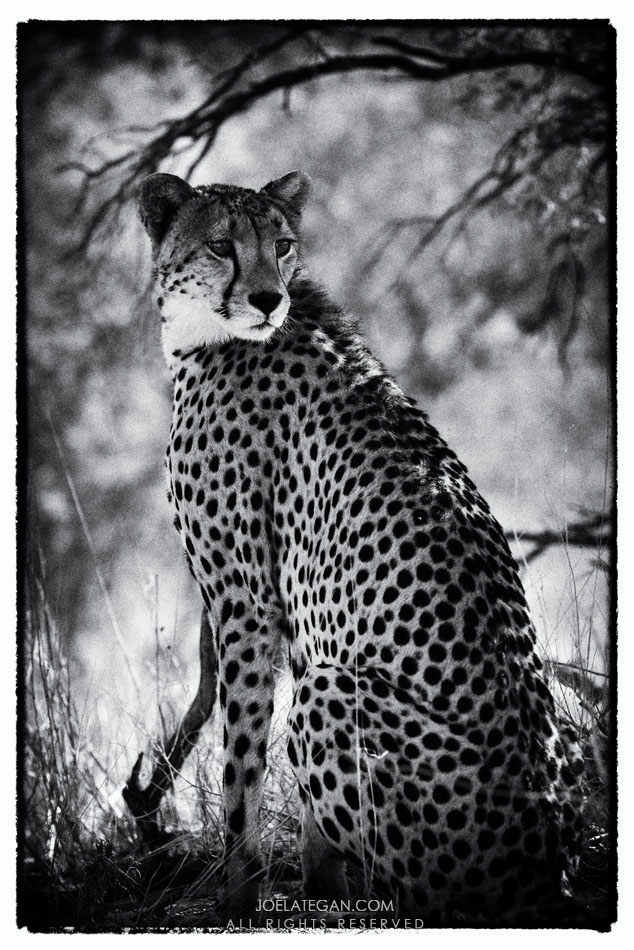 Black and White Noir Photo Collection