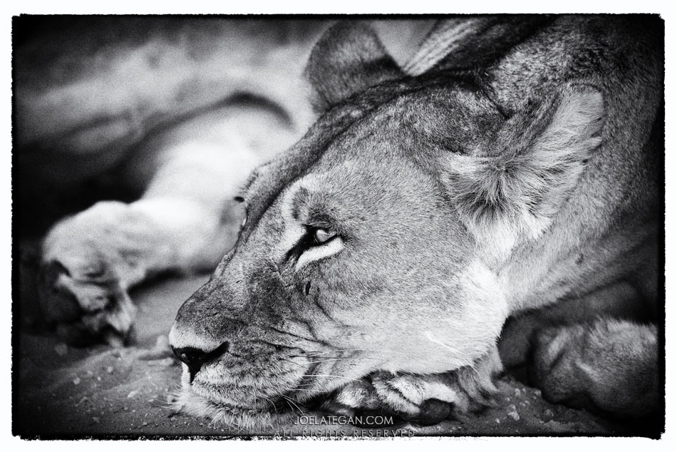 Black and White Noir Photo Collection