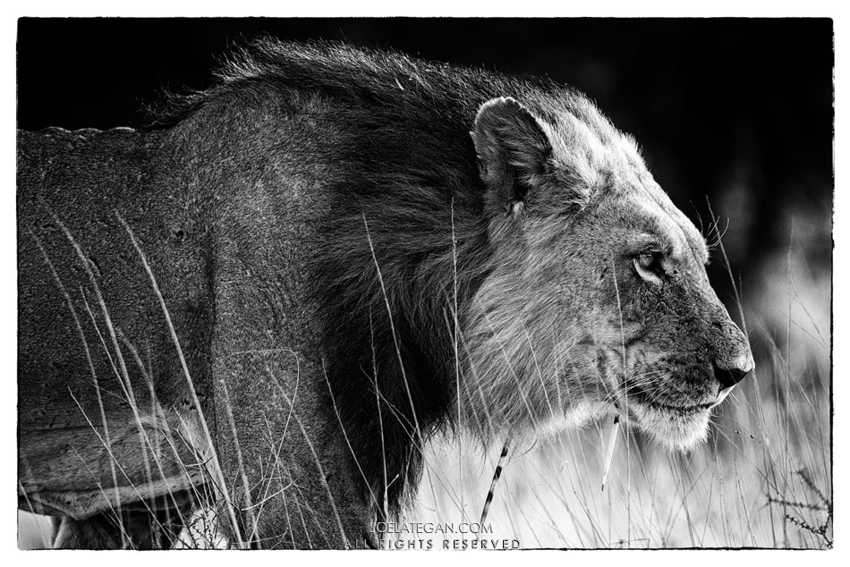 Black and White Noir Photo Collection