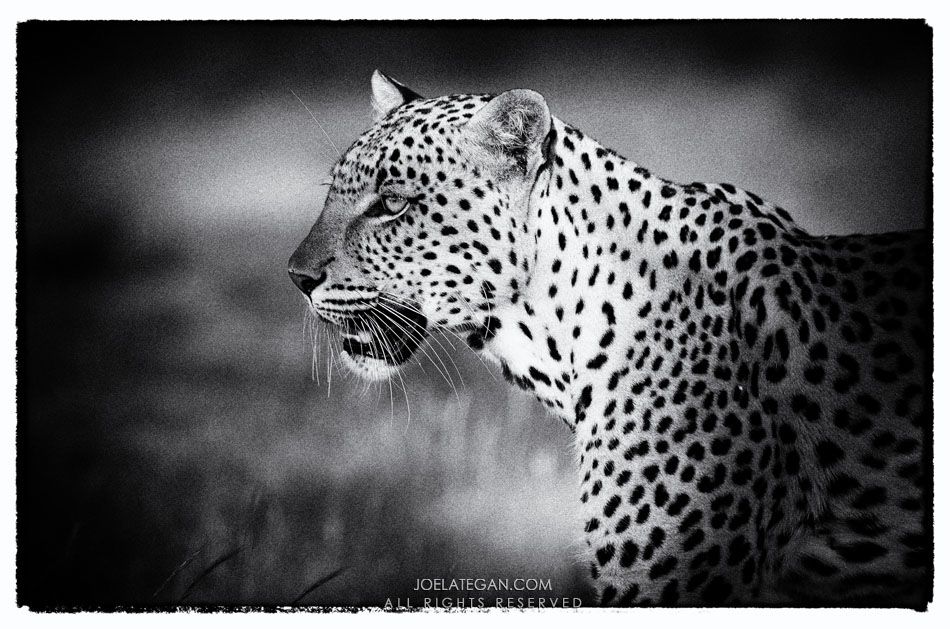 Black and White Noir Photo Collection