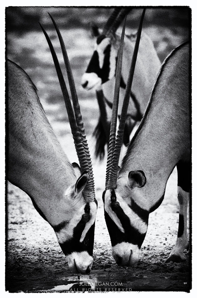 Black and White Noir Photo Collection