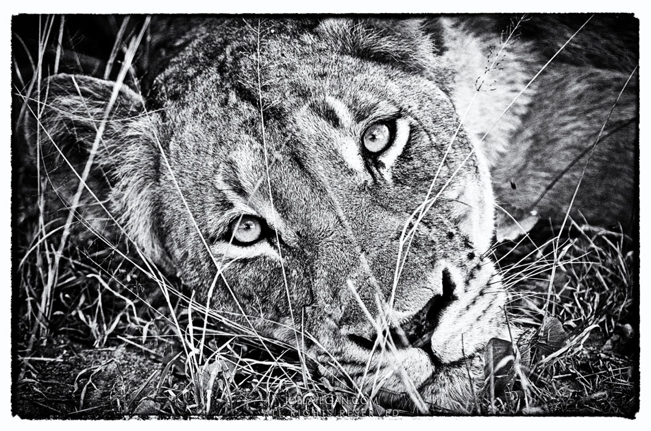 Black and White Noir Photo Collection