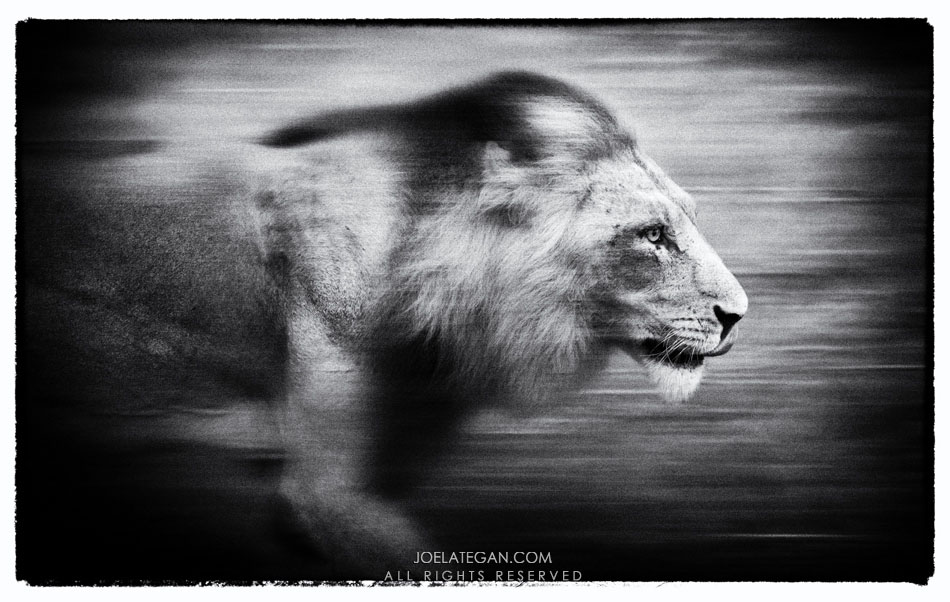 Black and White Noir Photo Collection
