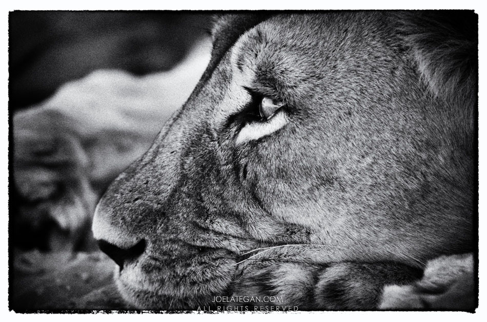 Black and White Noir Photo Collection