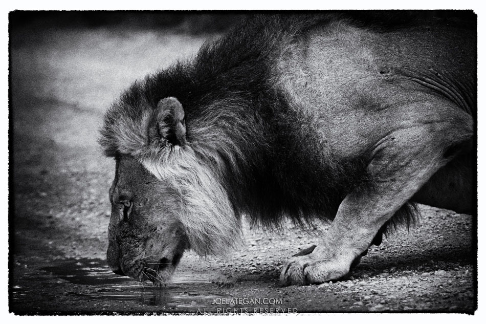 Black and White Noir Photo Collection
