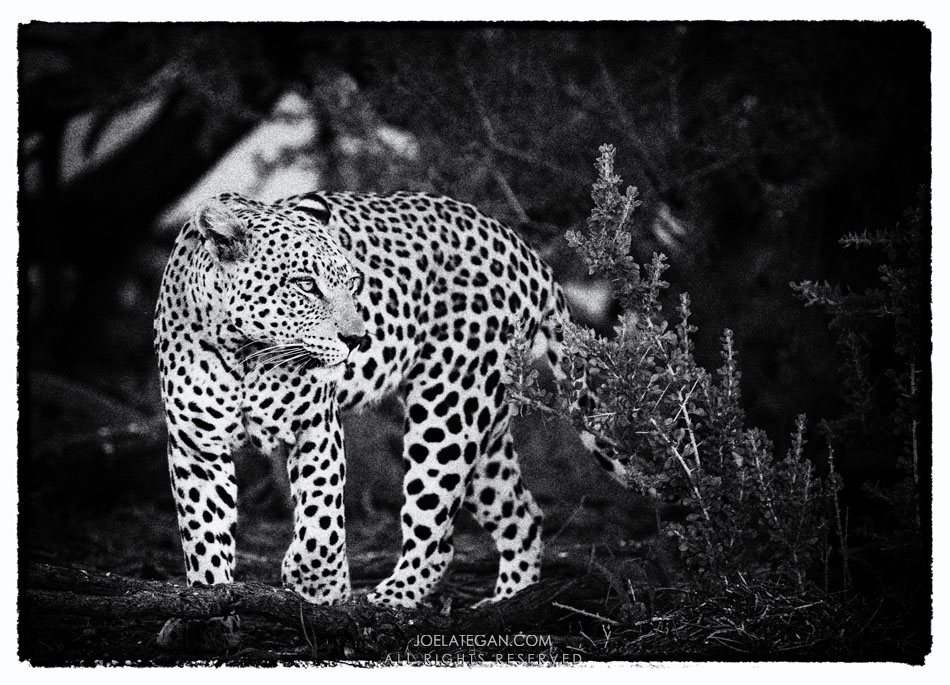 Black and White Noir Photo Collection