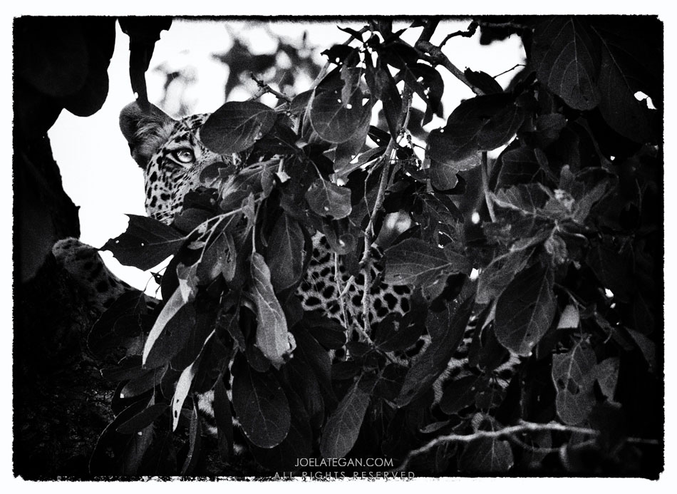 Black and White Noir Photo Collection