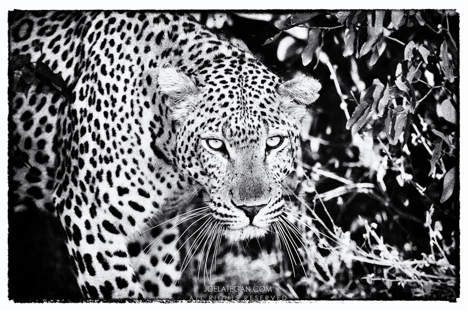 Black and White Noir Photo Collection