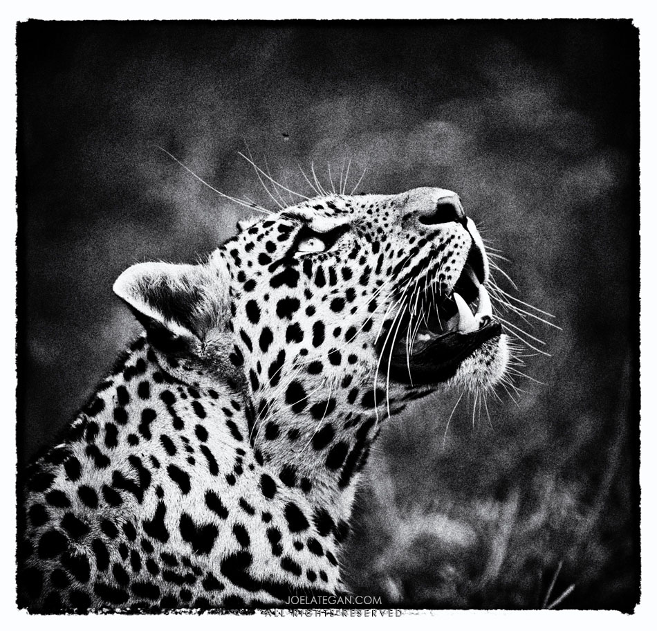 Black and White Noir Photo Collection