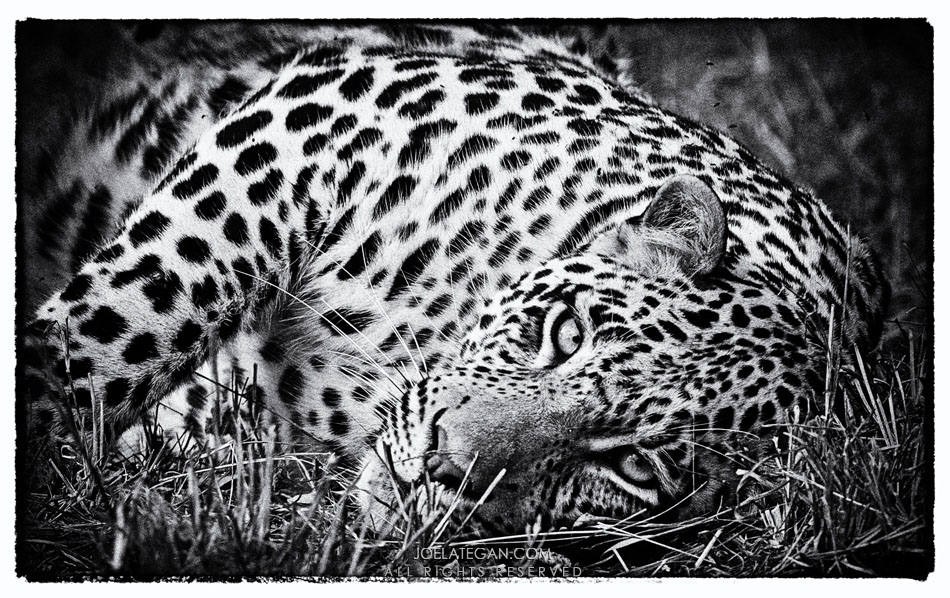Black and White Noir Photo Collection
