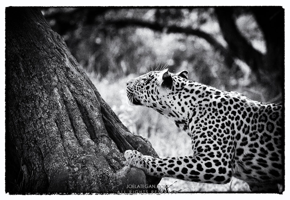 Black and White Noir Photo Collection
