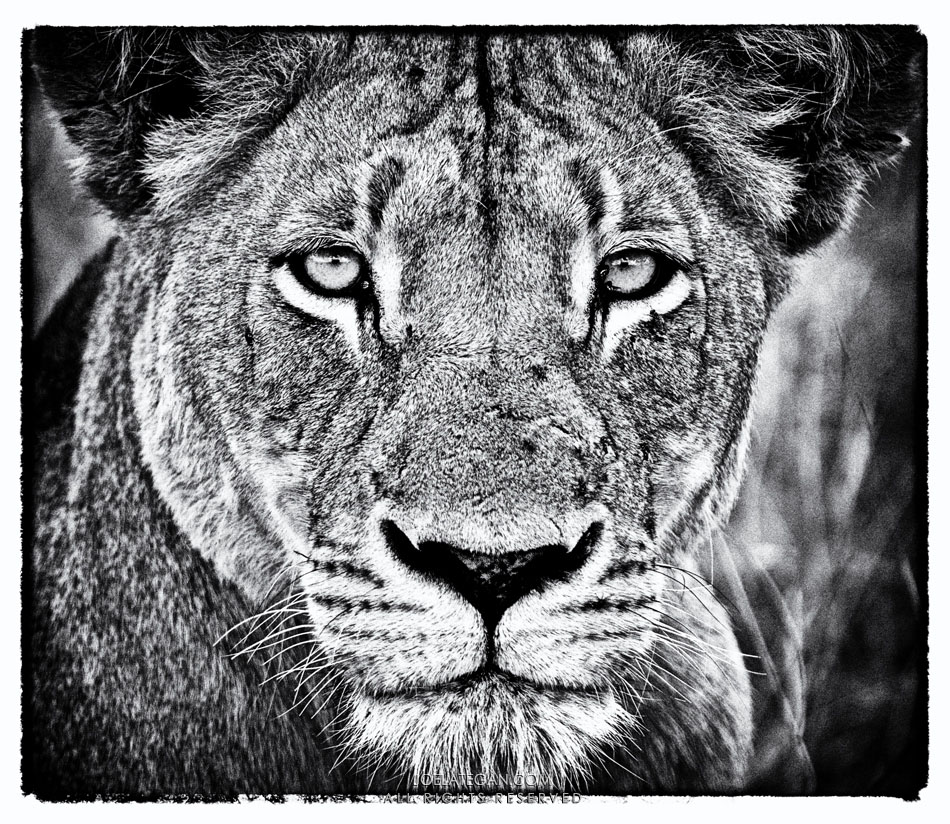 Black and White Noir Photo Collection