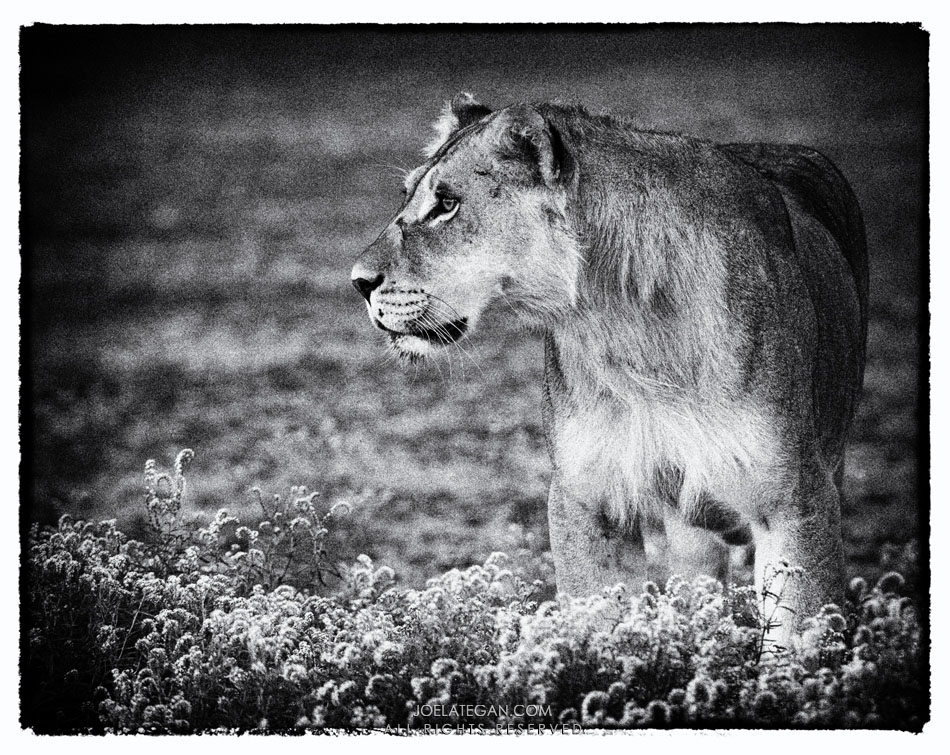 Black and White Noir Photo Collection