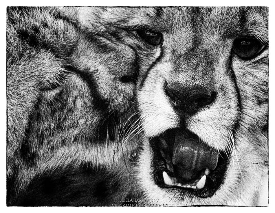 Black and White Noir Photo Collection